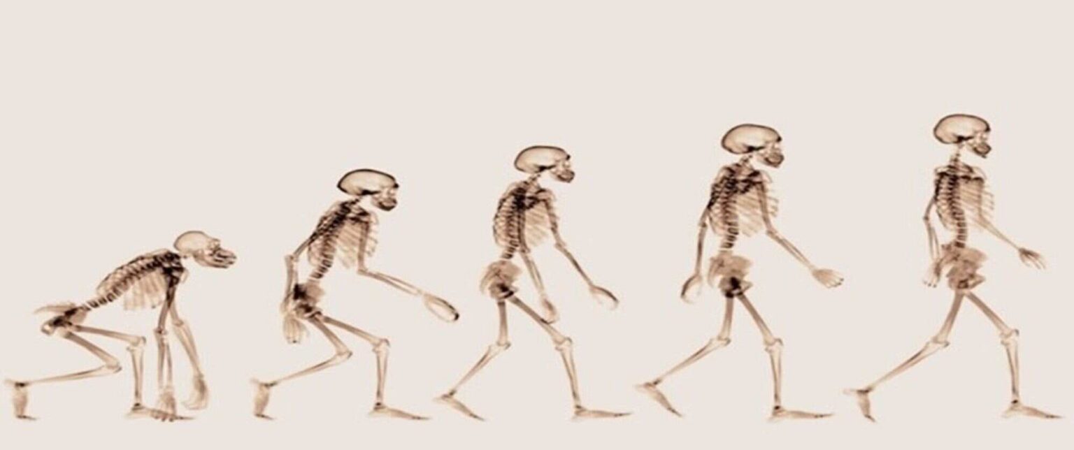Bipedalism, How Did Humans Start Walking on Two Legs? - my Adhyapak